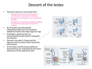 Development of male and female reproductive system | PPT