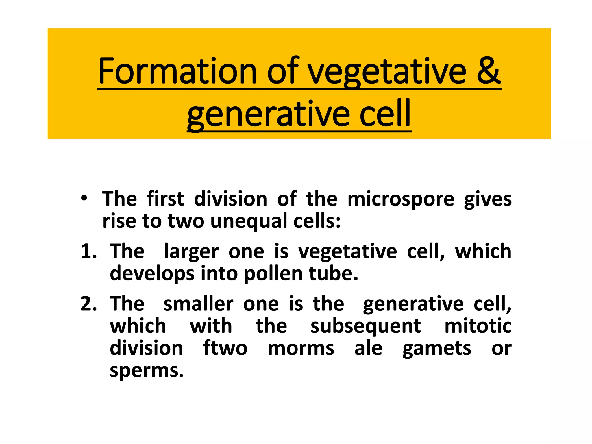 Development of male gametophyte | PPTX