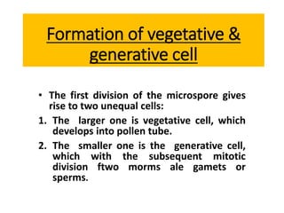 Development of male gametophyte | PPTX