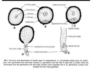Development of male gametophyte | PPTX