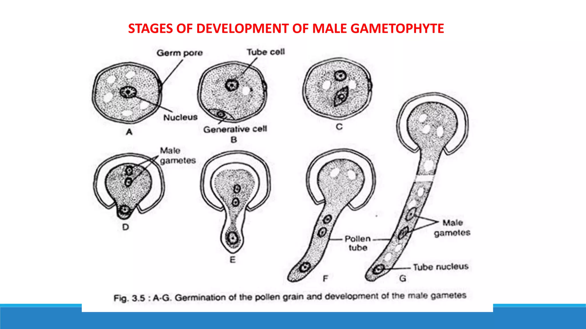 Development of male gametophyte | PPTX