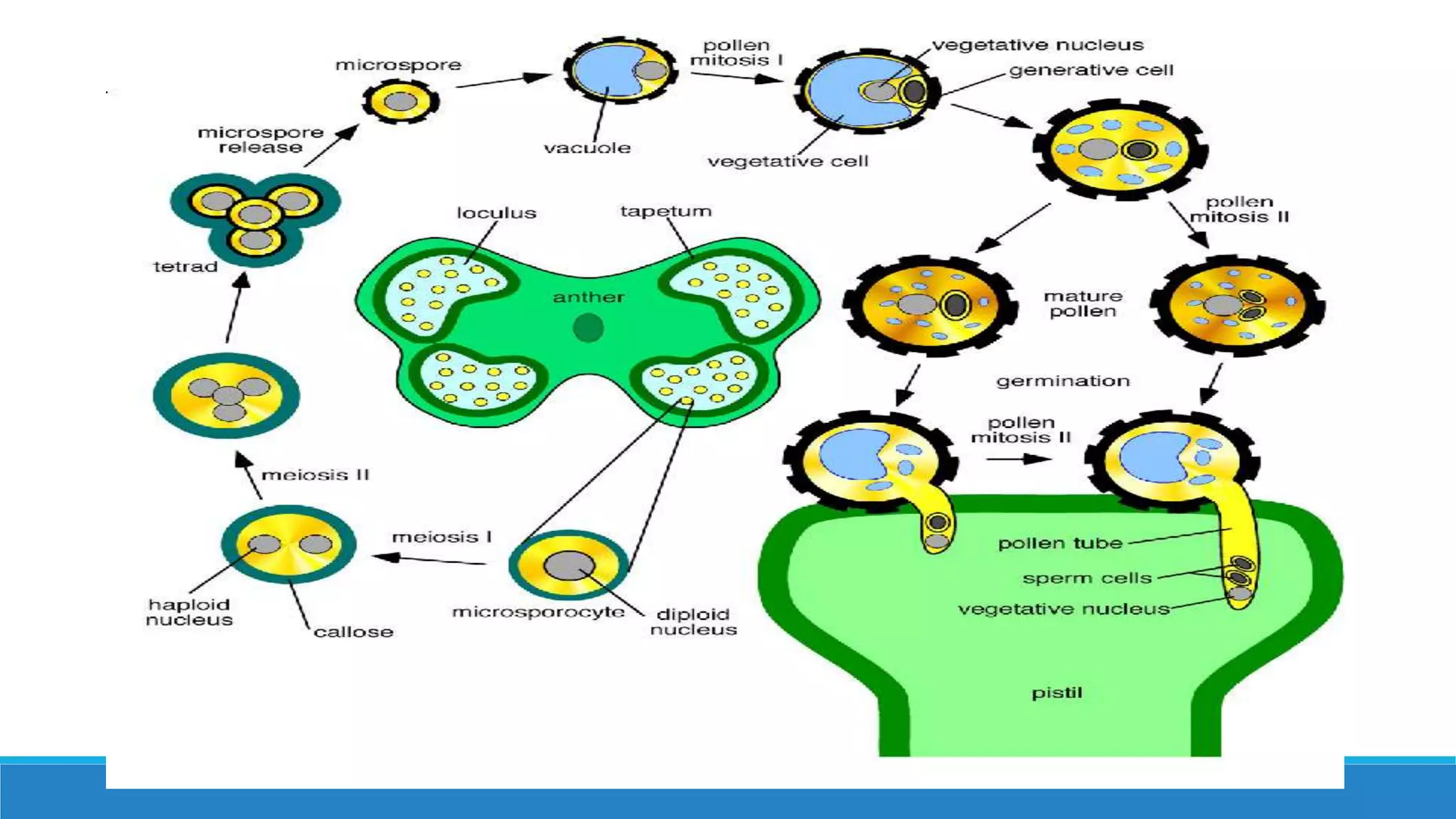 Development of male gametophyte | PPTX