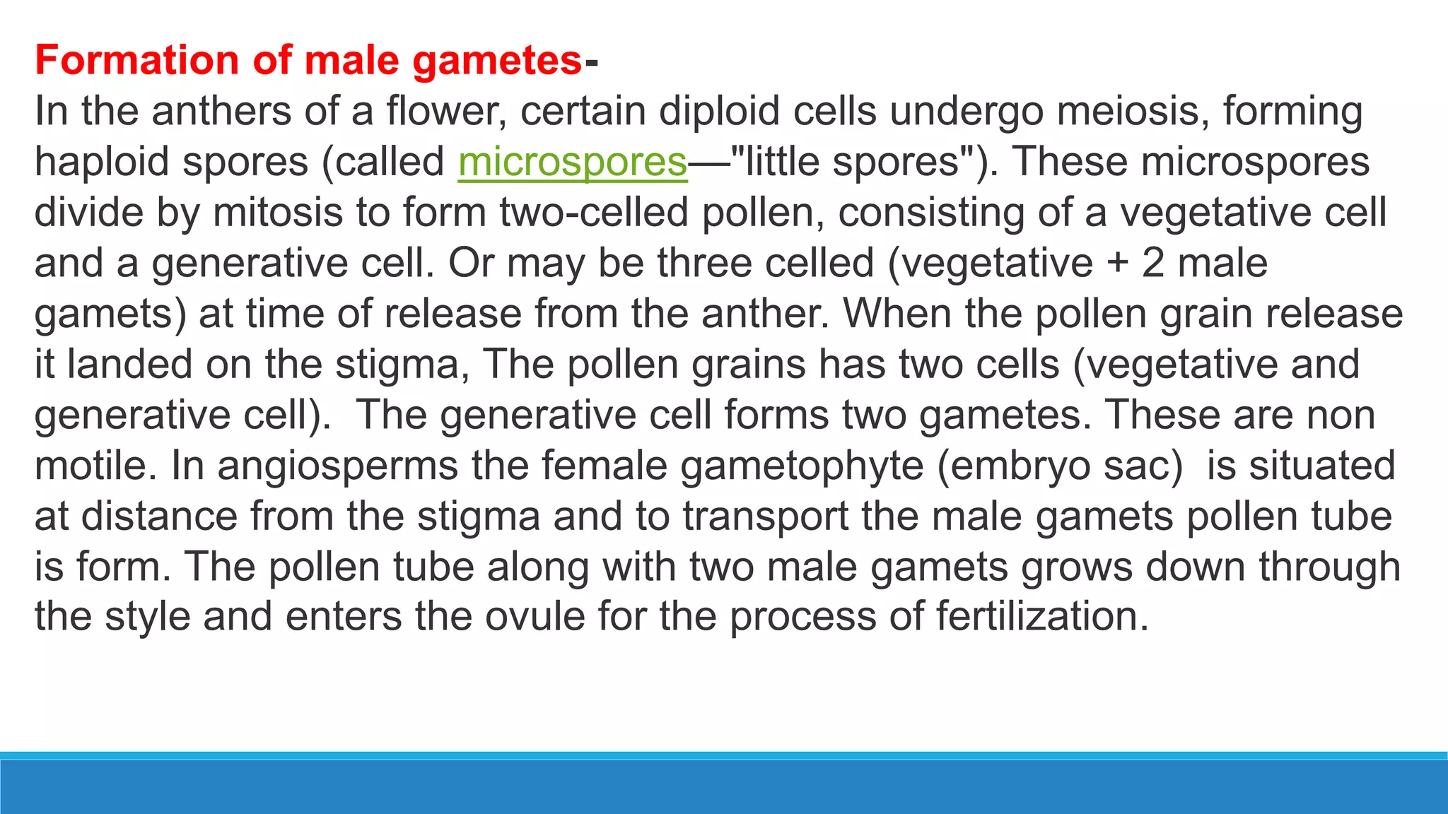 Development of male gametophyte | PPTX