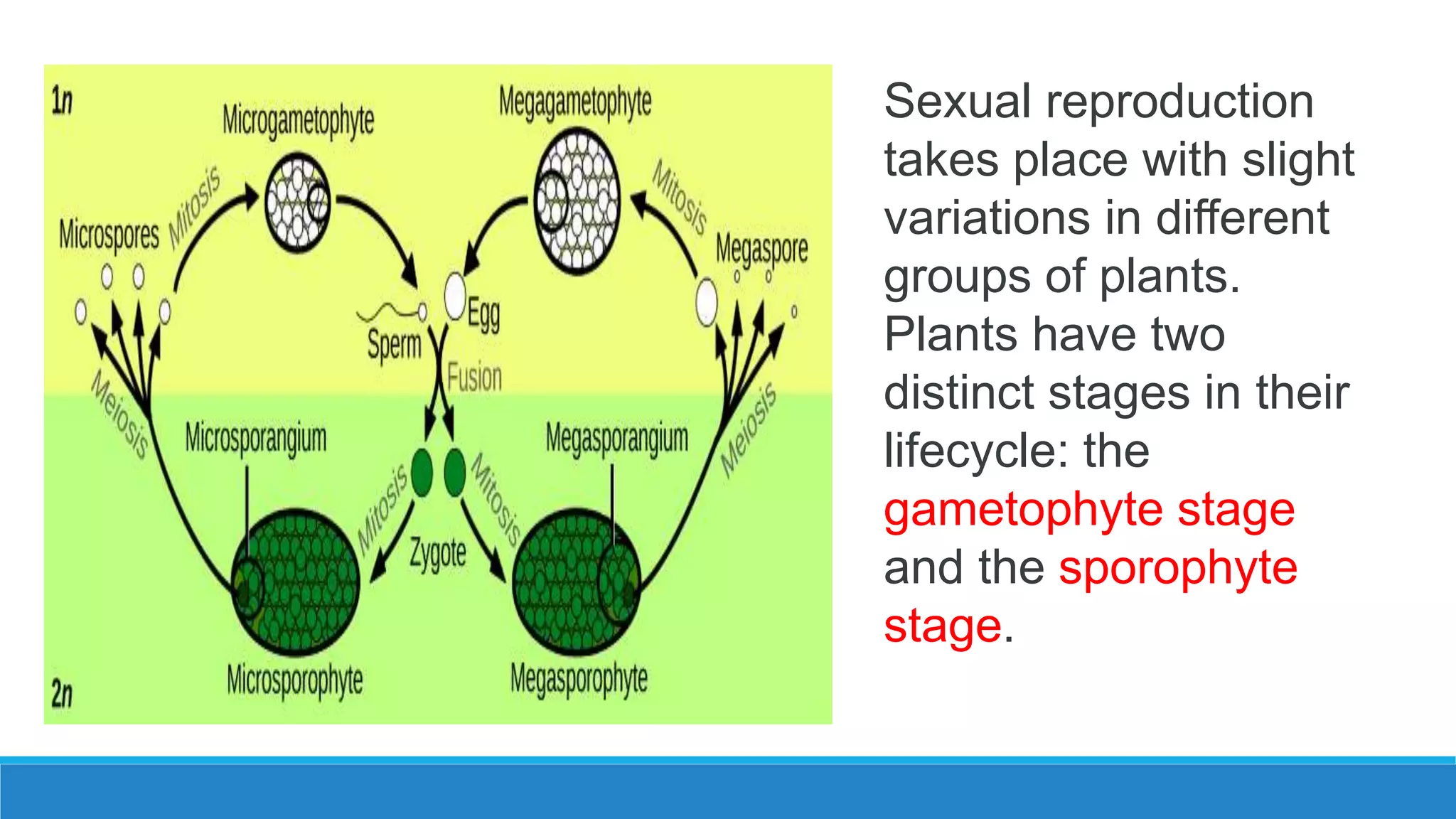 Development of male gametophyte | PPTX