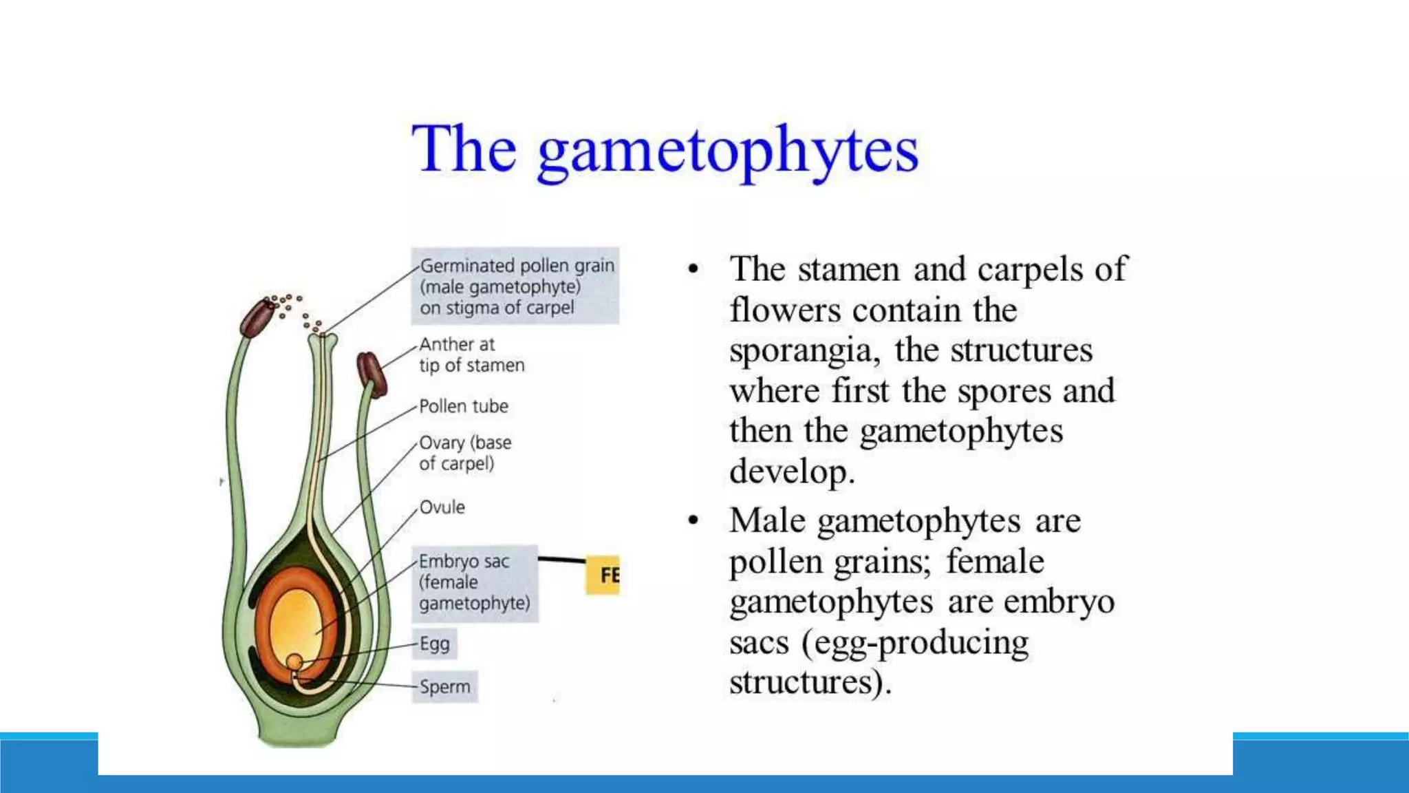 Development of male gametophyte | PPTX