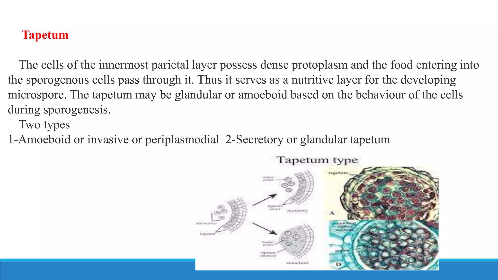 Development of male gametophyte | PPTX