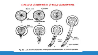 Development of male gametophyte | PPTX