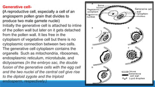 Development of male gametophyte | PPTX