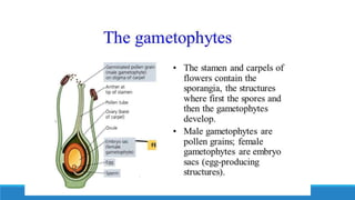 Development of male gametophyte | PPTX