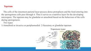 Development of male gametophyte | PPTX