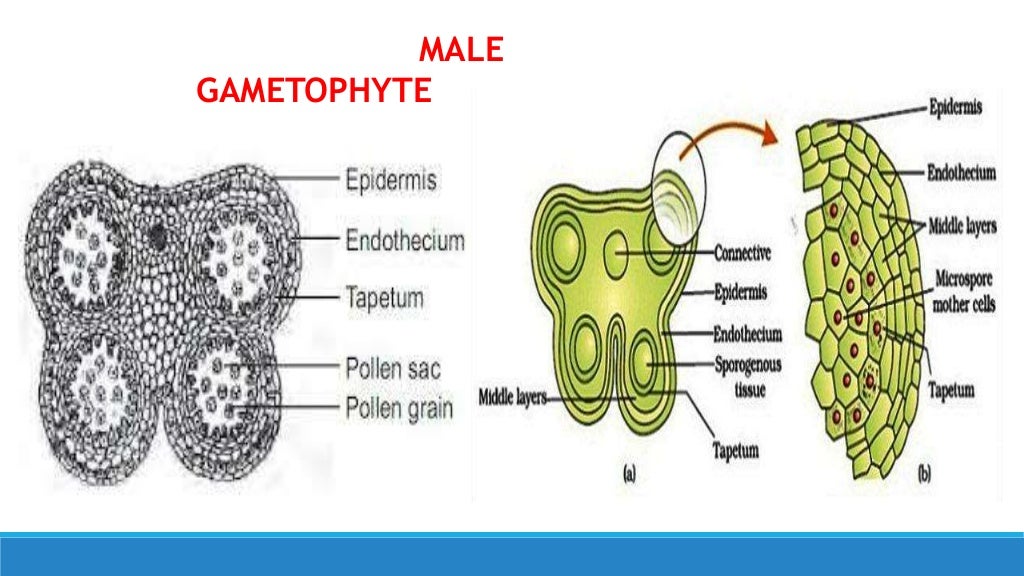 Development of male gametophyte