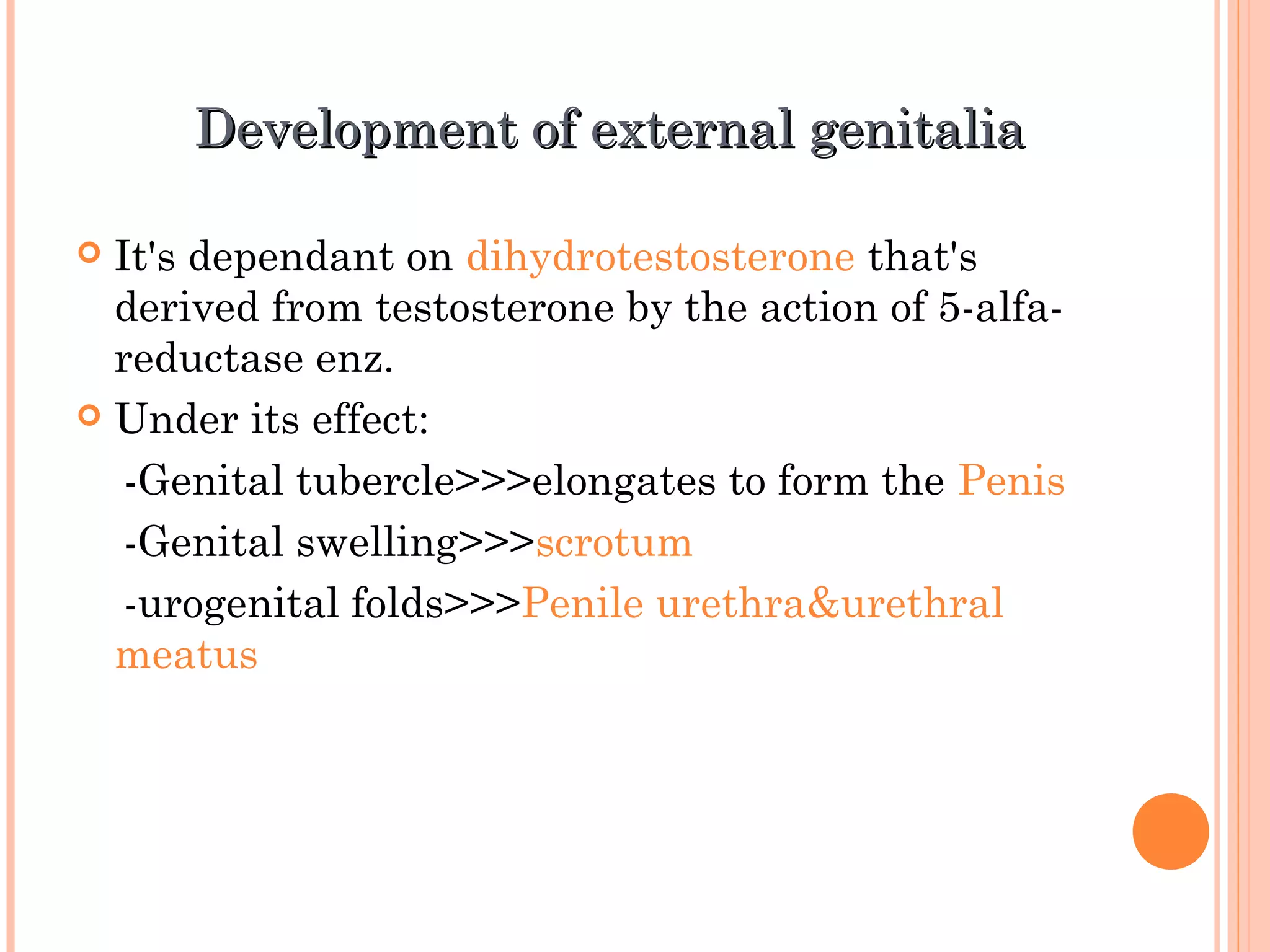 Development of male genital system | PPT