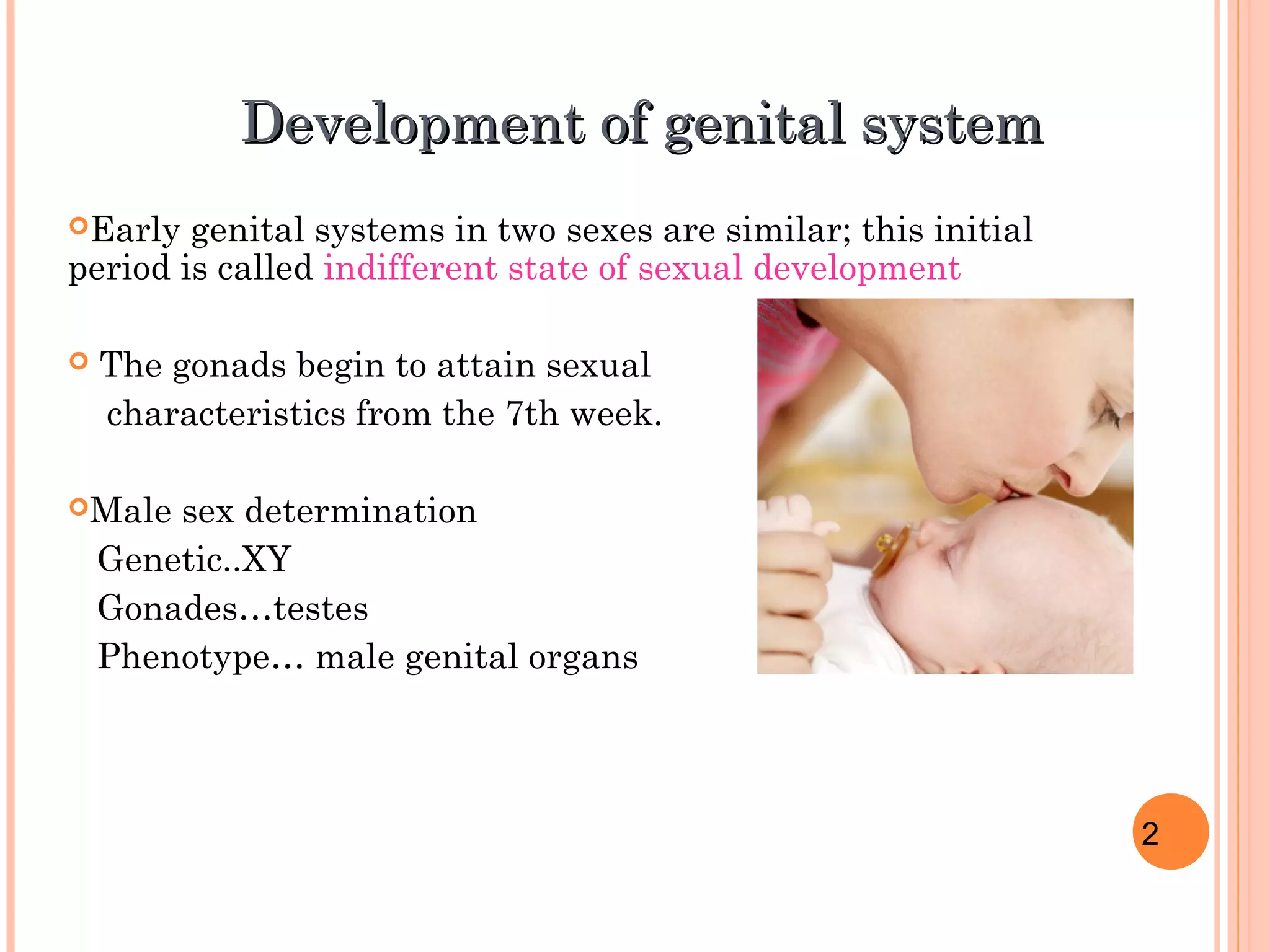 Development of male genital system | PPT