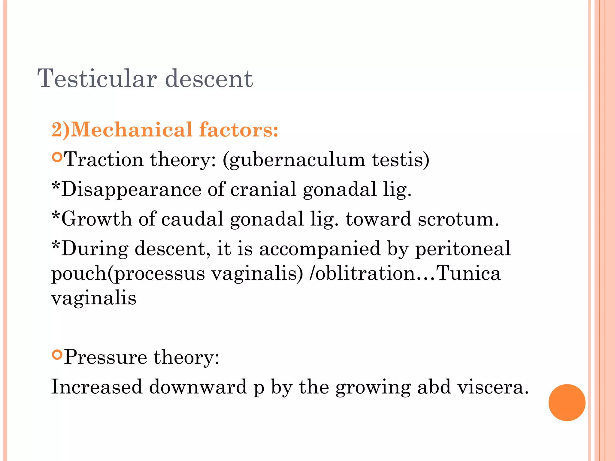 Development of male genital system | PPT