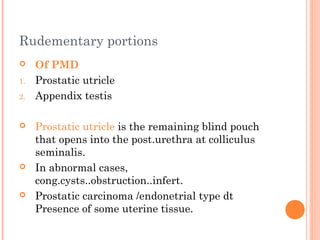 Development of male genital system | PPT