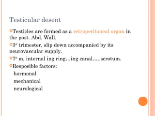 Development of male genital system | PPT