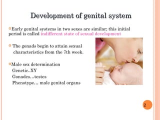 Development of male genital system | PPT