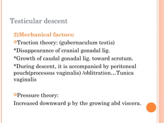Development of male genital system | PPT