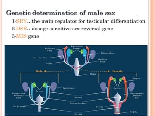Development of male genital system | PPT