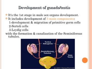 Development of male genital system | PPT