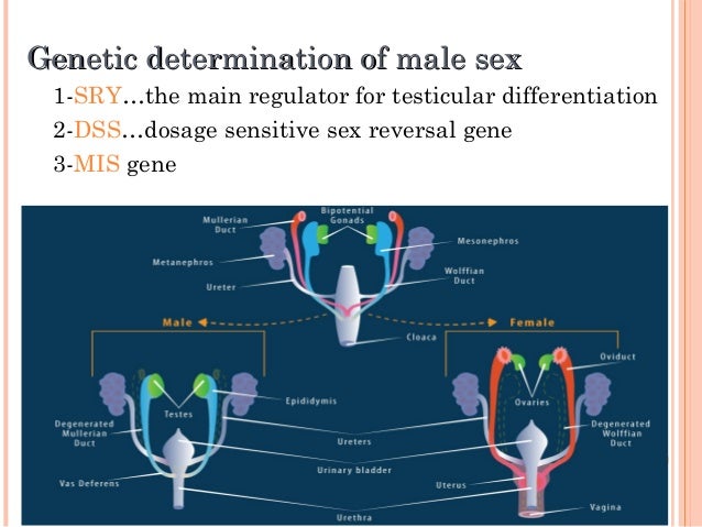 Development Of Gonads And Genital Ducts Males And