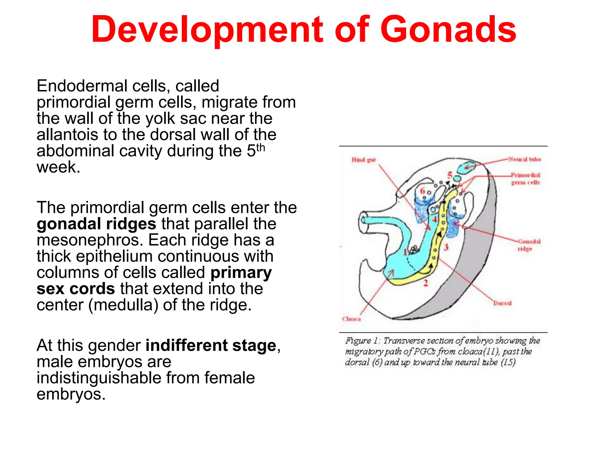 Development of male genital system (MBBS) | PPTX