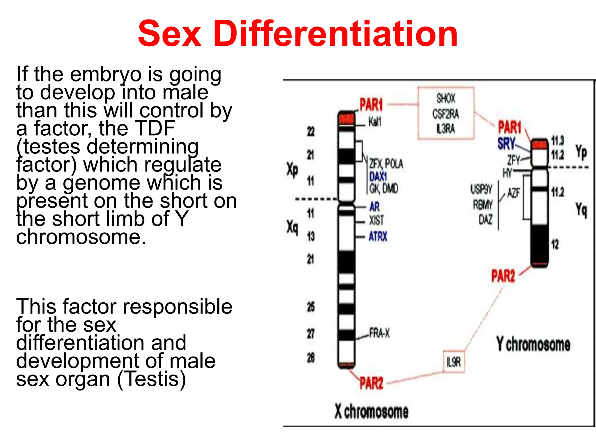 Development of male genital system (MBBS) | PPTX