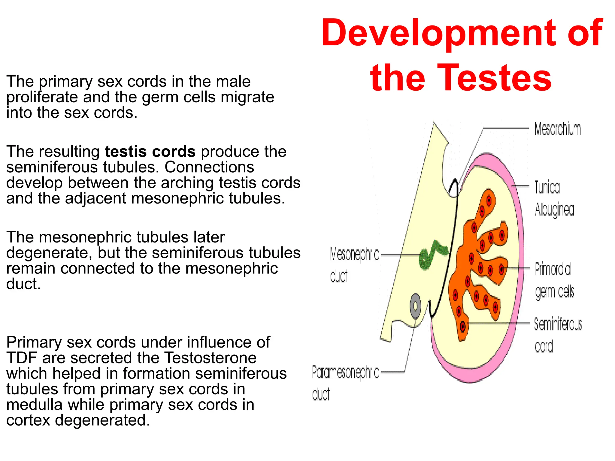 Development of male genital system (MBBS) | PPTX