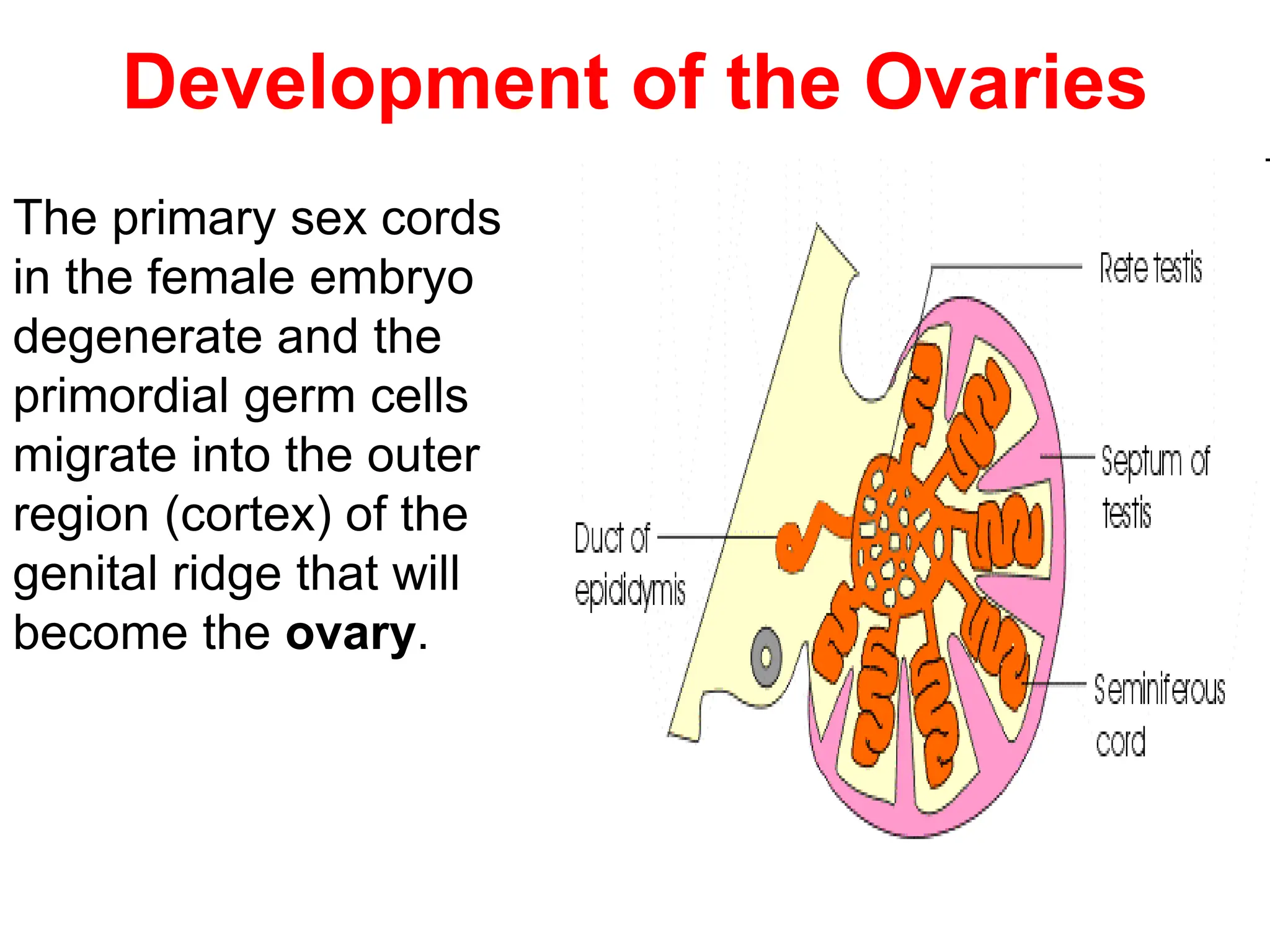 Development of male genital system (MBBS) | PPTX