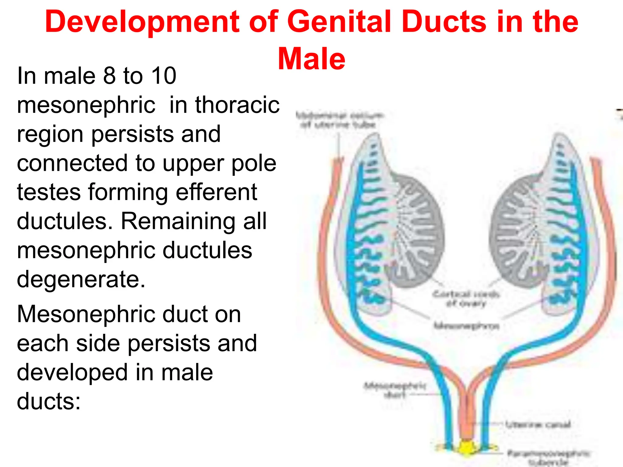Development of male genital system (MBBS) | PPTX