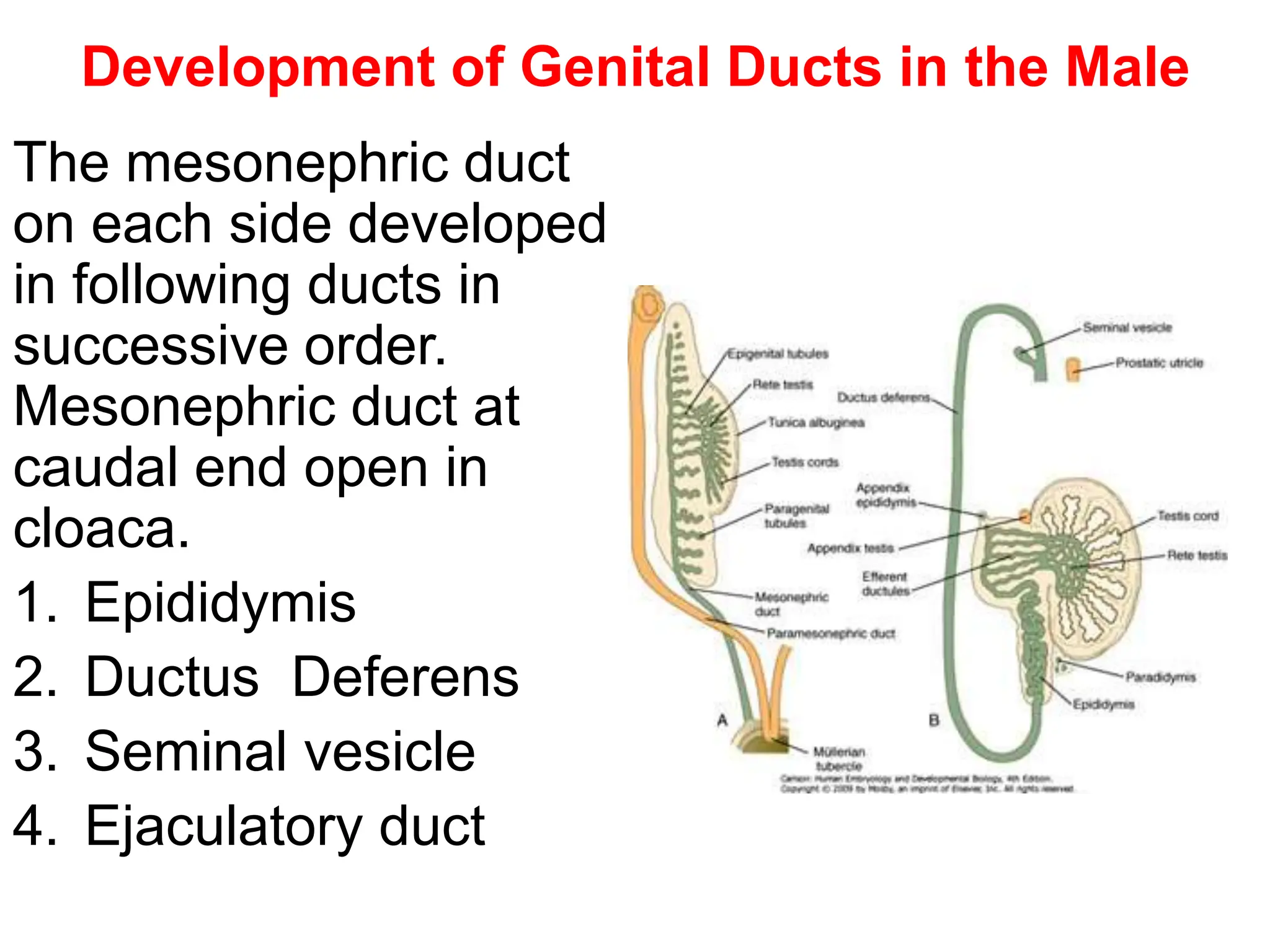 Development of male genital system (MBBS) | PPTX