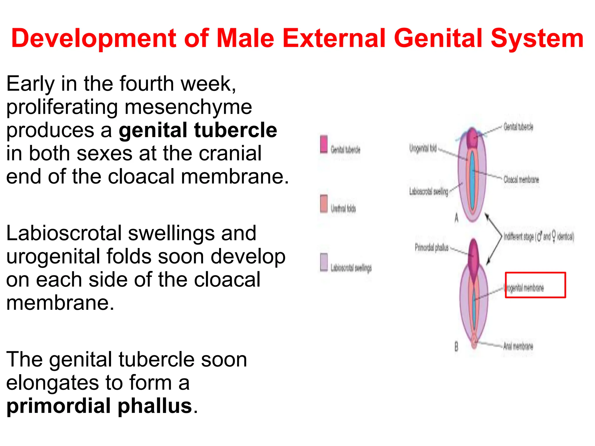 Development of male genital system (MBBS) | PPTX