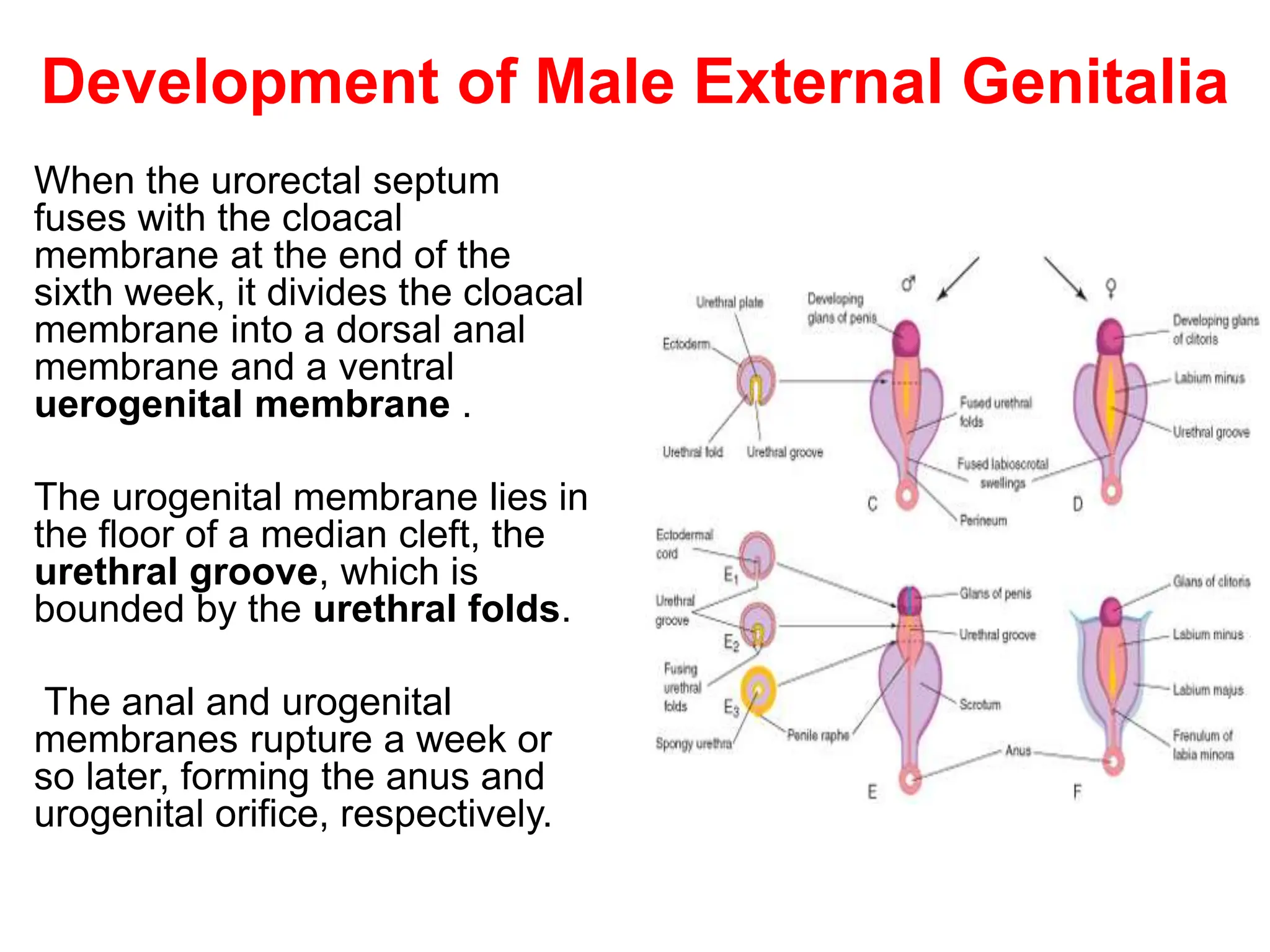 Development of male genital system (MBBS) | PPTX