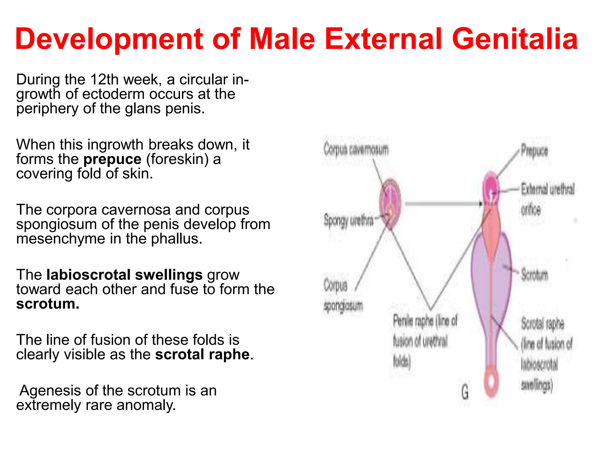 Development of male genital system (MBBS) | PPTX