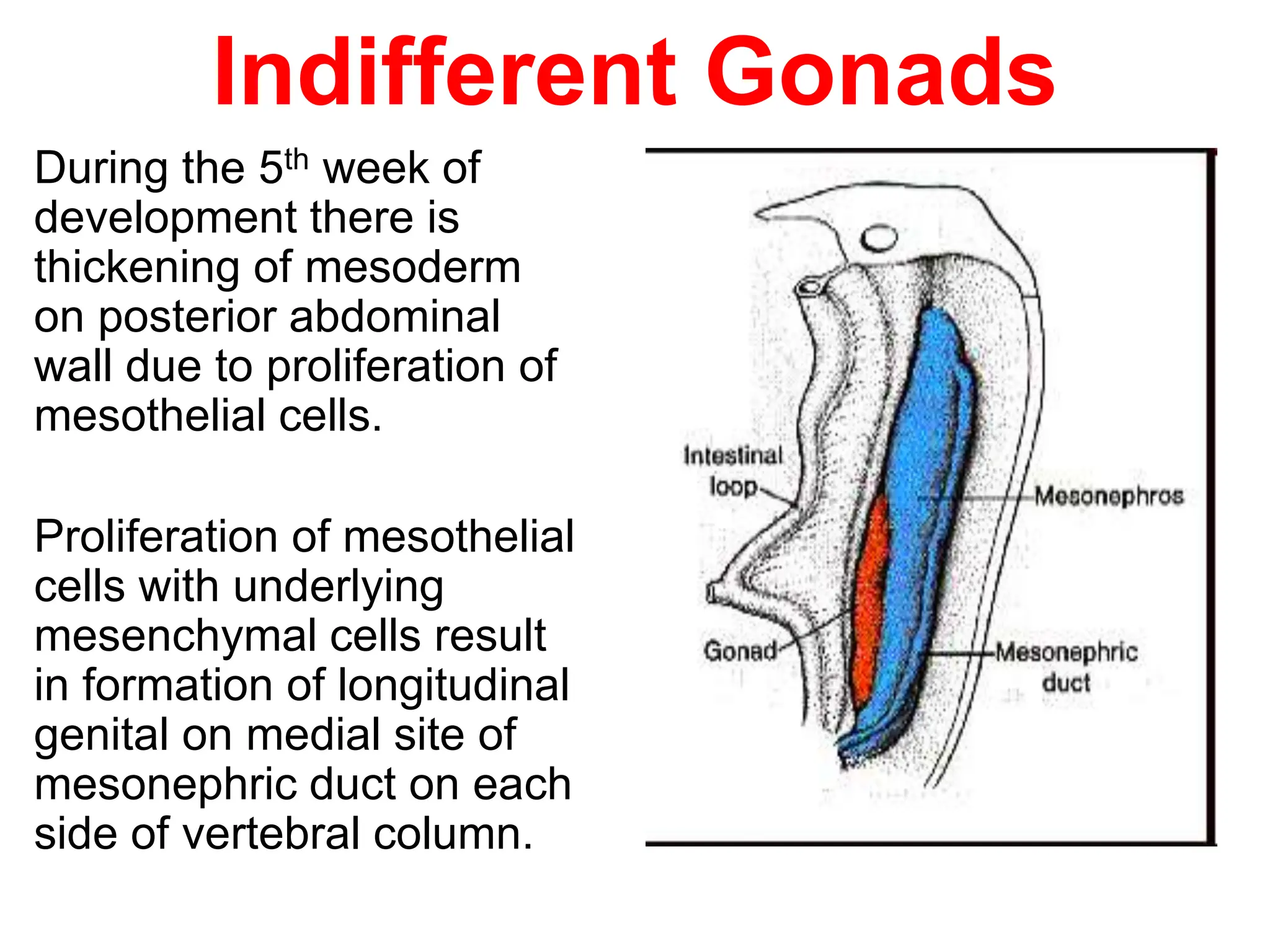 Development of male genital system (MBBS) | PPTX
