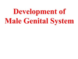 Development of male genital system (MBBS) | PPTX