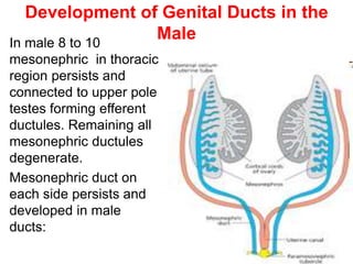Development of male genital system (MBBS) | PPTX