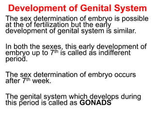 Development of male genital system (MBBS) | PPTX