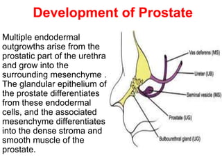 Development of male genital system (MBBS) | PPTX