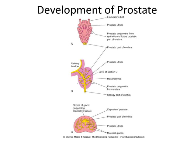 Development of male genital system (MBBS) | PPTX