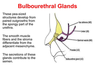 Development of male genital system (MBBS) | PPTX