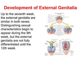 Development of male genital system (MBBS) | PPTX