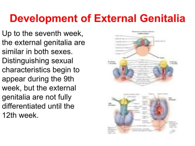 Development of male genital system (MBBS) | PPTX