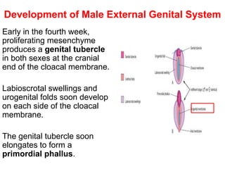 Development of male genital system (MBBS) | PPTX