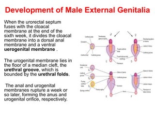 Development of male genital system (MBBS) | PPTX