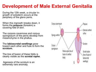 Development of male genital system (MBBS) | PPTX
