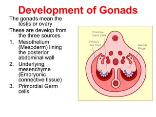 Development of male genital system (MBBS) | PPTX
