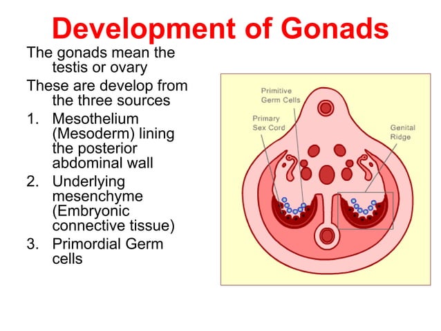 Development of male genital system (MBBS) | PPTX