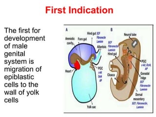 Development of male genital system (MBBS) | PPTX