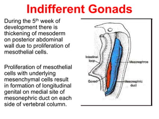 Development of male genital system (MBBS) | PPTX